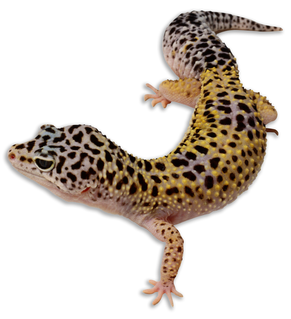 Geco Leopardino Ancestrale – Cucci Zoo