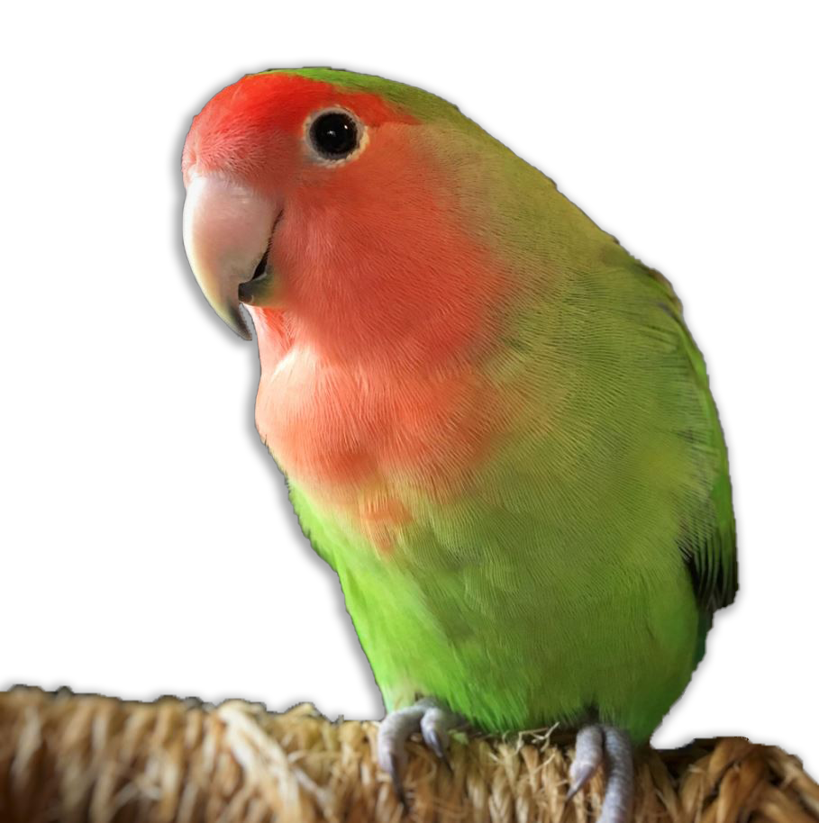 PULLO - Inseparabile Roseicollis Ancestrale Allevato a Mano – Cucci Zoo