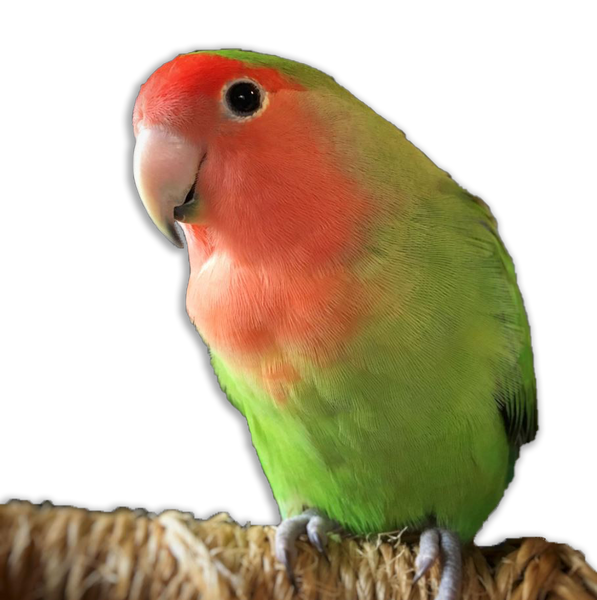 PULLO - Inseparabile Roseicollis Ancestrale Allevato a Mano – Cucci Zoo