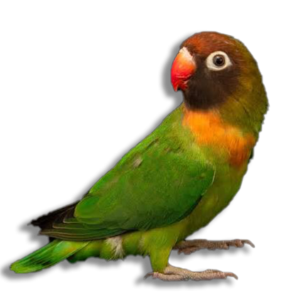 Inseparabile Nigrigenis Ancestrale – Cucci Zoo