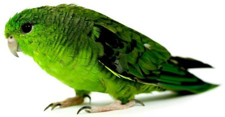 Parrocchetto Barrato Ancestrale – Cucci Zoo